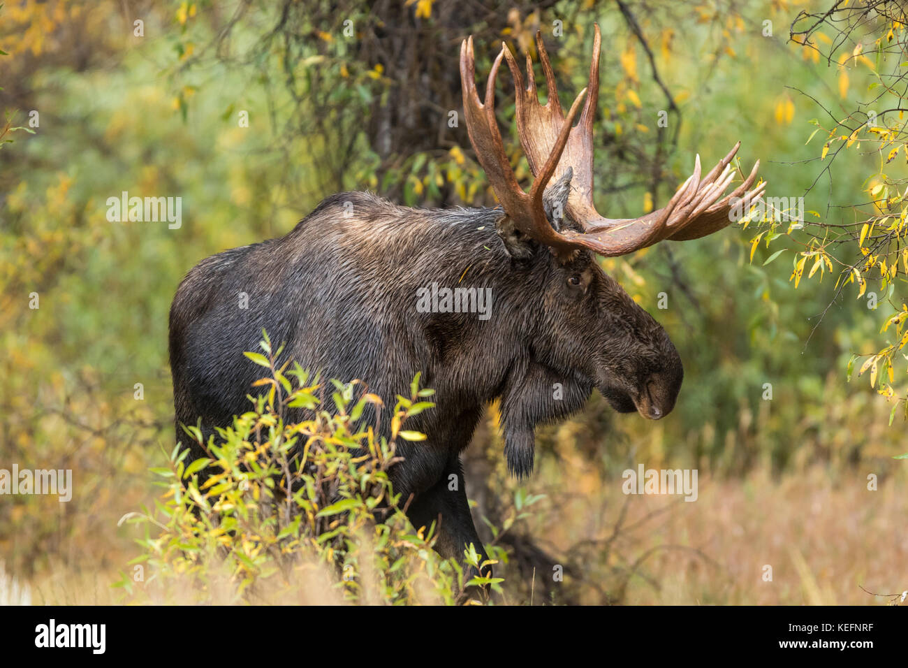 Wild trophy hi-res stock photography and images - Alamy