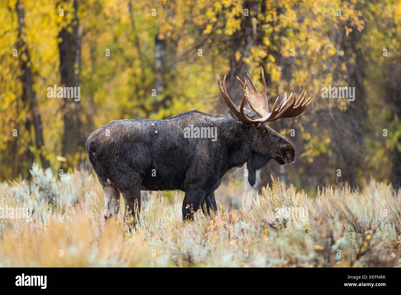 Trophy bull moose during autumn rut in Wyoming Stock Photo - Alamy