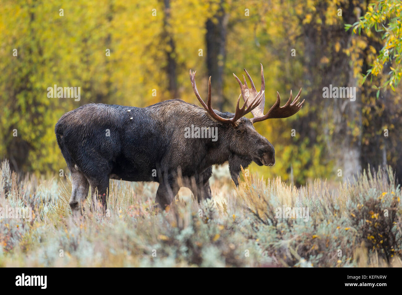 Trophy bull moose during autumn rut in Wyoming Stock Photo - Alamy