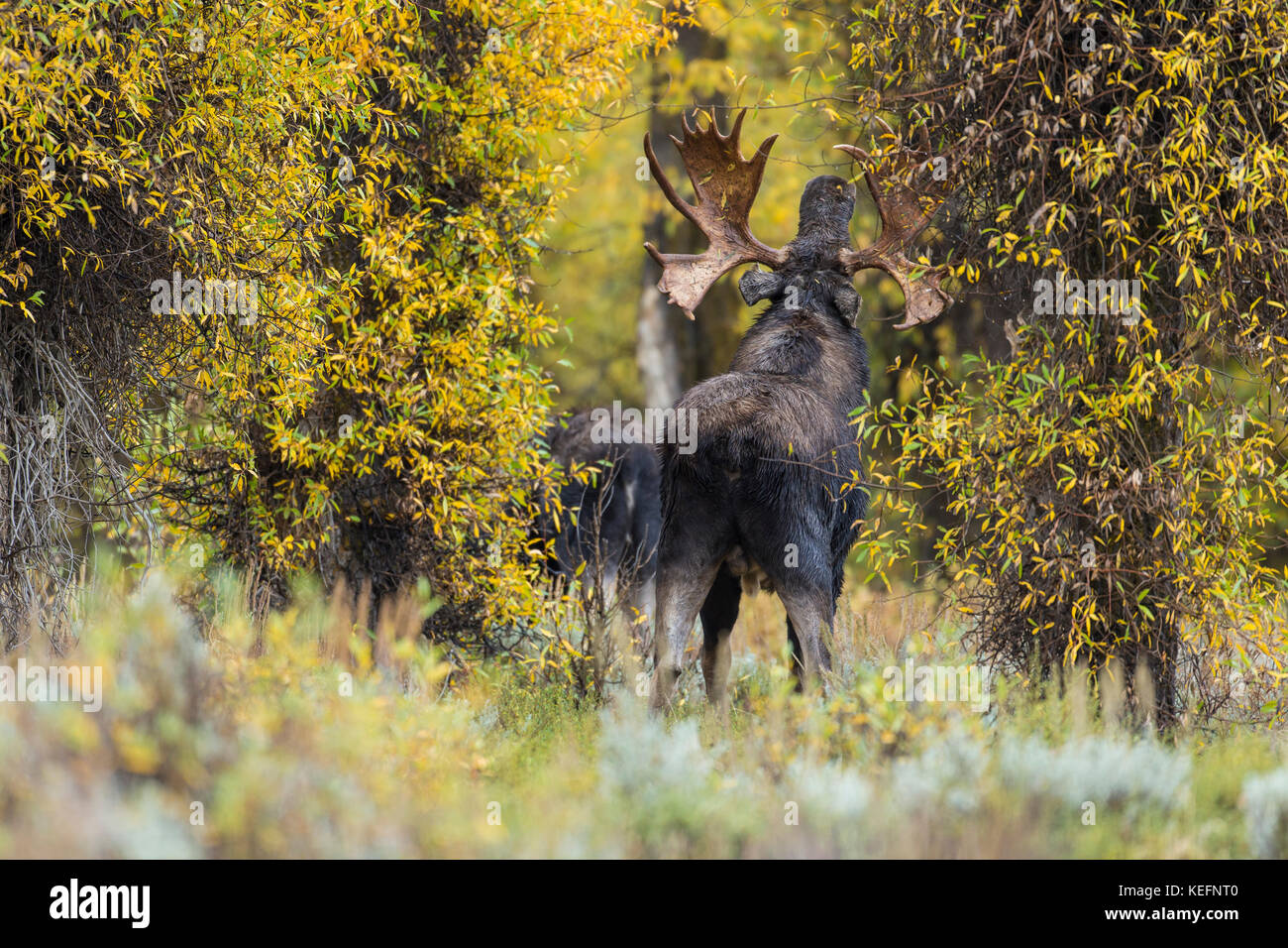 Trophy bull moose during autumn rut in Wyoming Stock Photo - Alamy