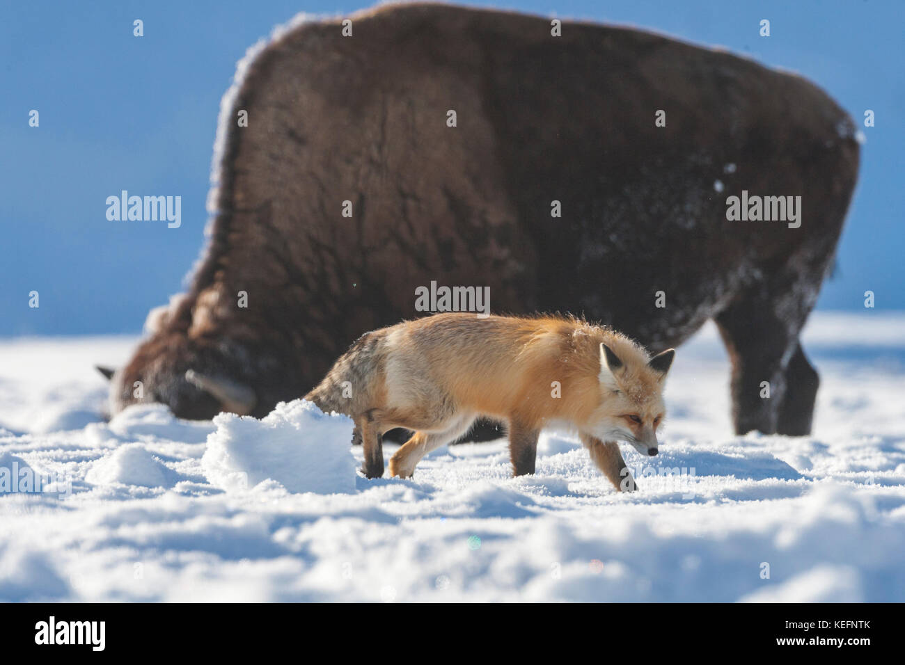 Red fox near bison during winter in Yellowstone National Park Stock ...