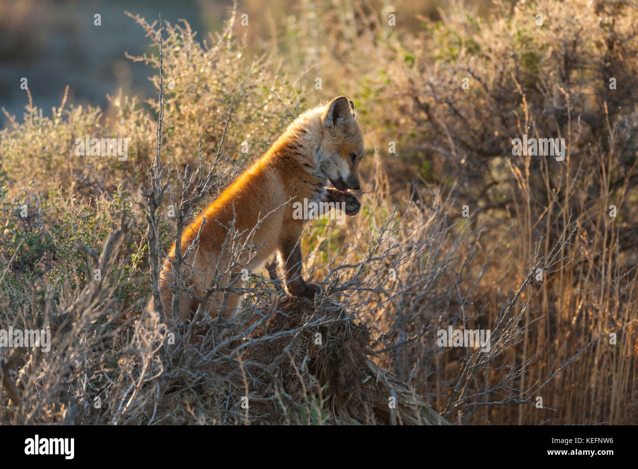 Red fox pup hi-res stock photography and images - Alamy