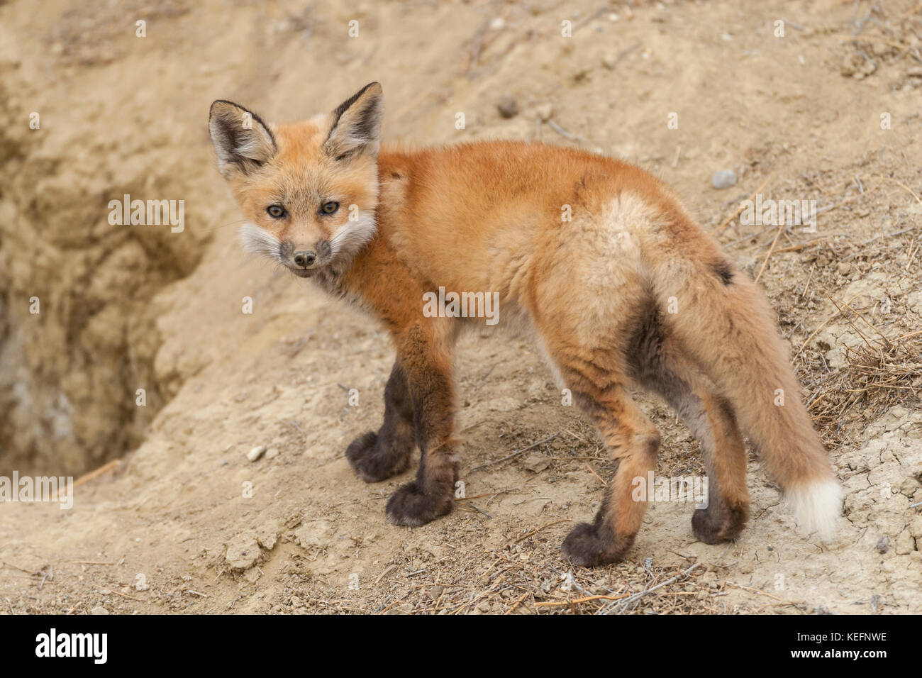 Red fox pup hi-res stock photography and images - Alamy