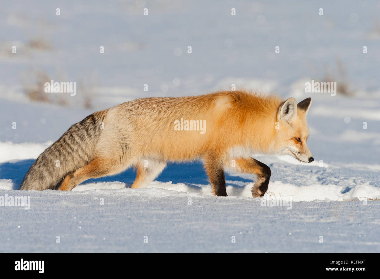 Thick heavy fur hi-res stock photography and images - Alamy