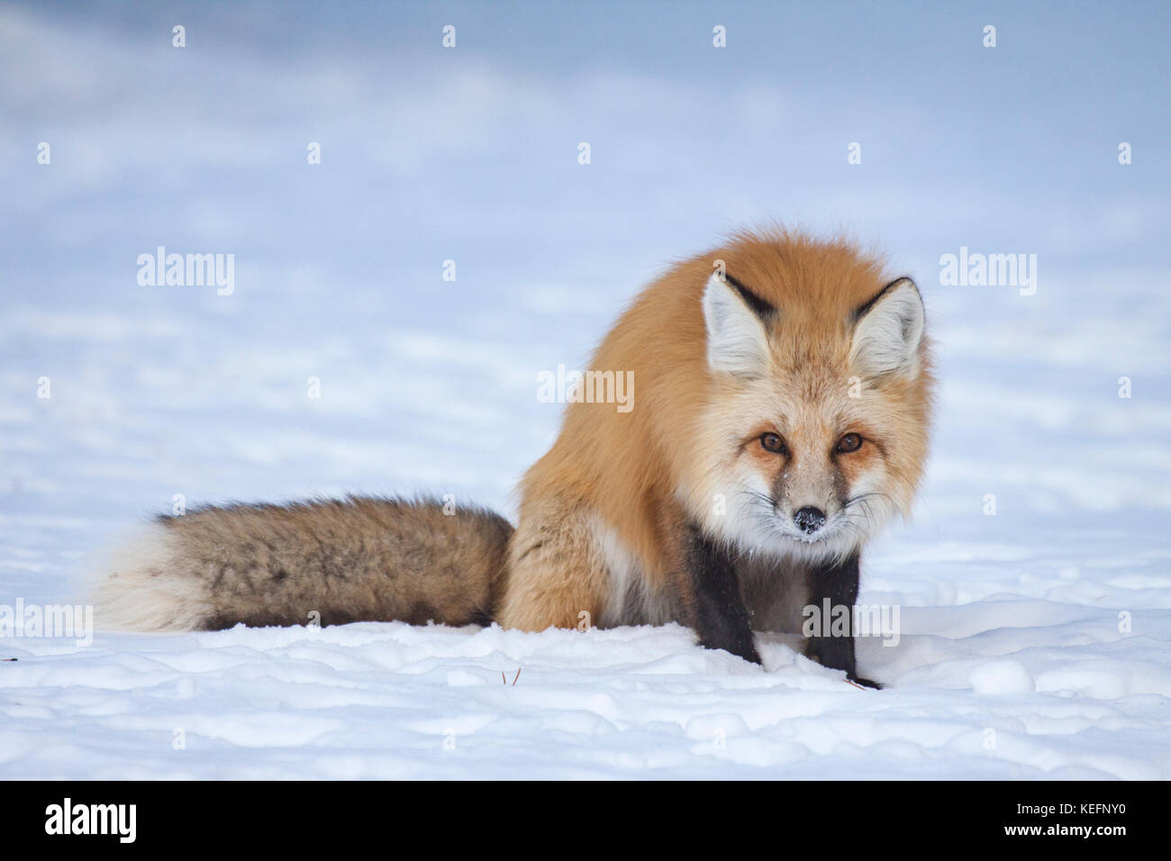 Red fox during winter with heavy fur protecting it from the bitter cold ...
