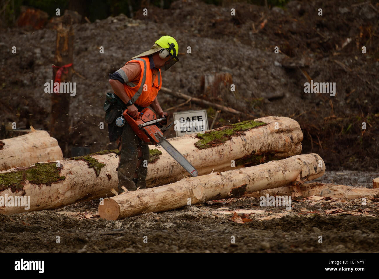 KUMARA, NEW ZEALAND, SEPTEMBER 20, 2017: A forestry worker trims a ...