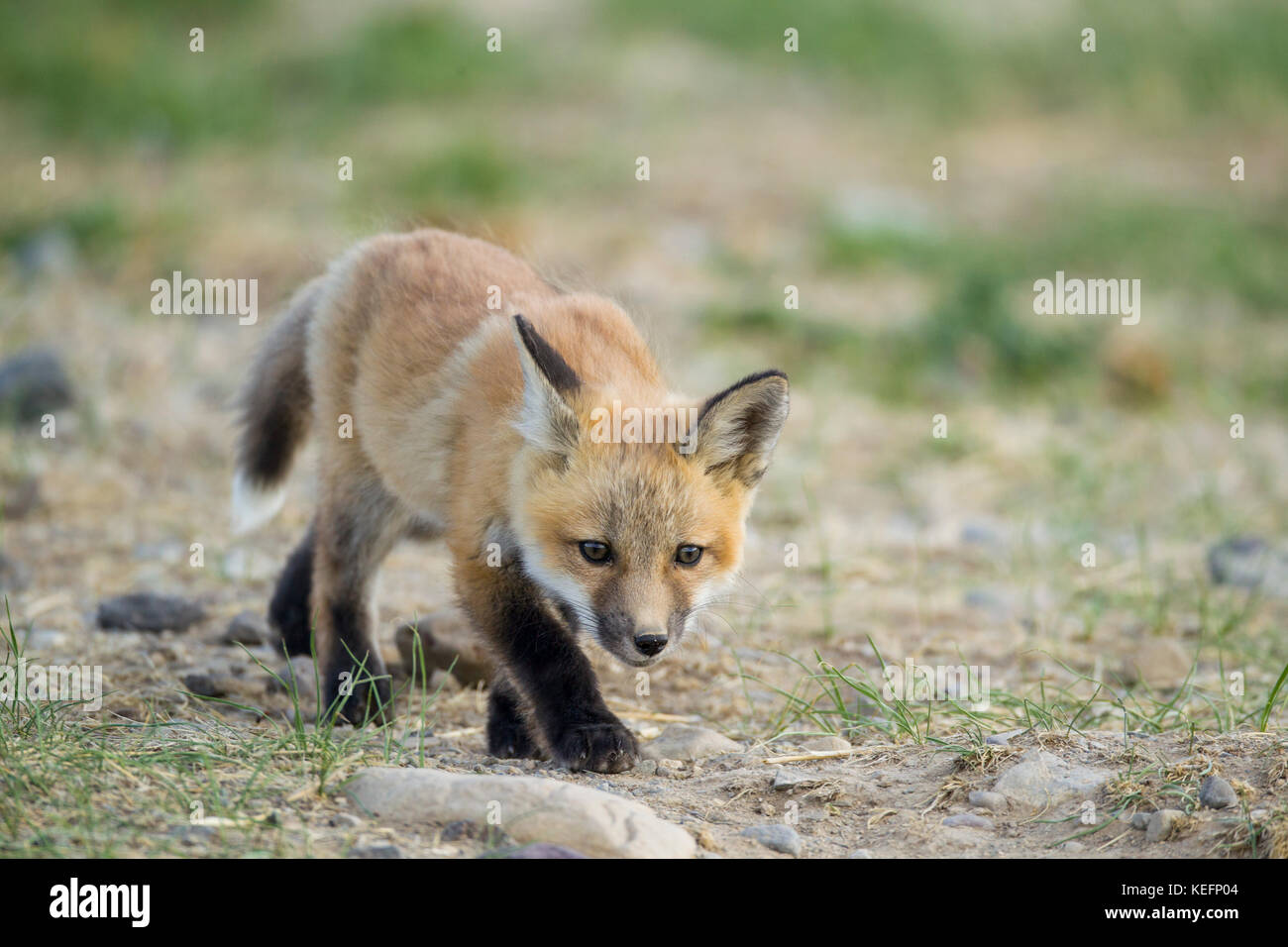 Red fox pup Stock Photo - Alamy