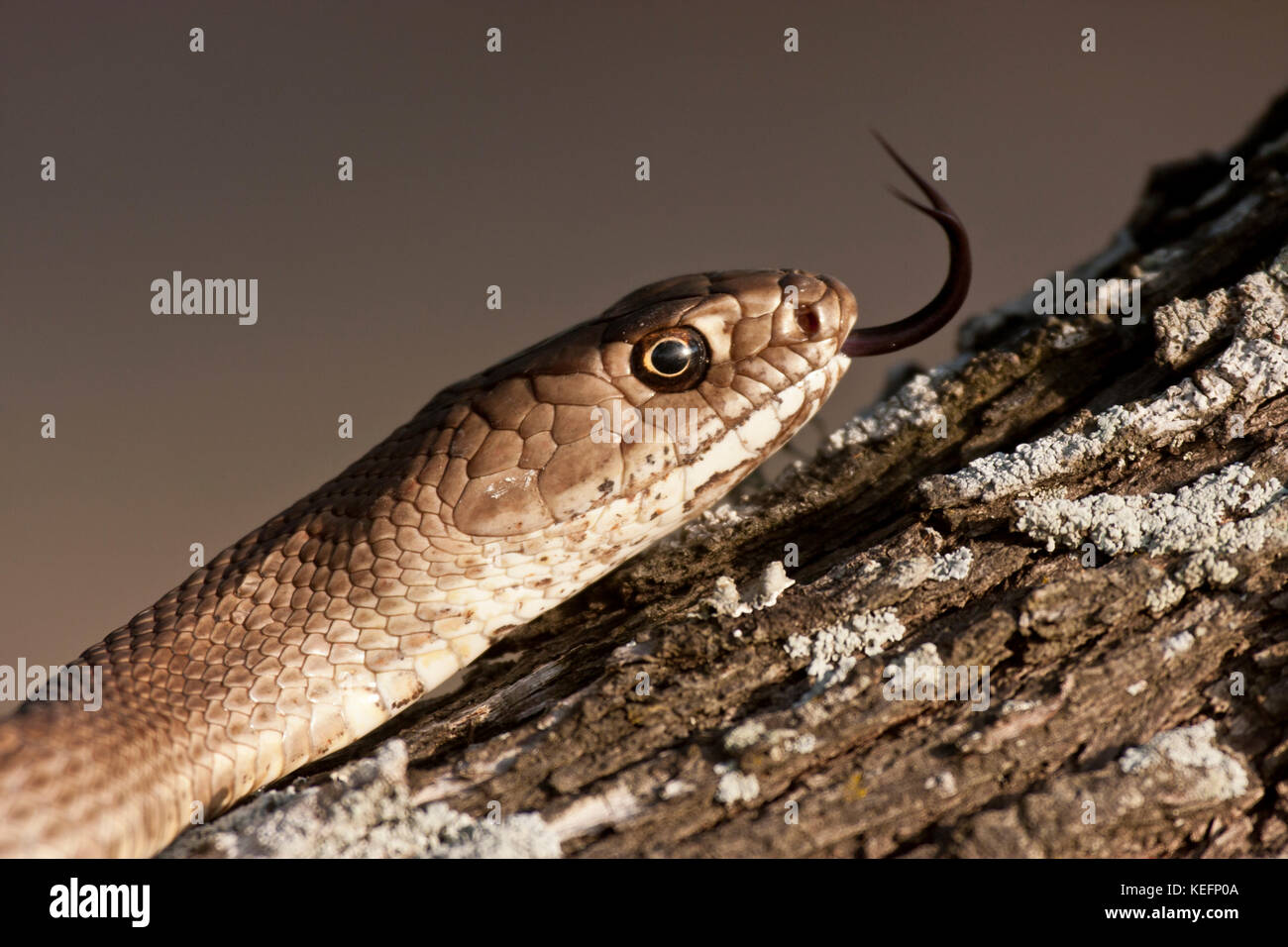 Western coachwhip snake Stock Photo - Alamy