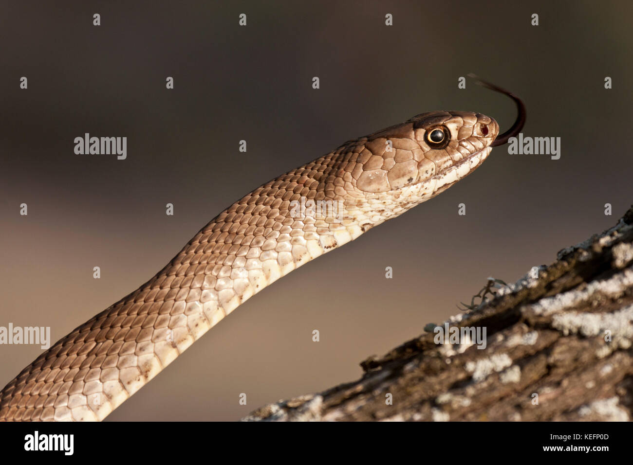 Western coachwhip snake Stock Photo - Alamy