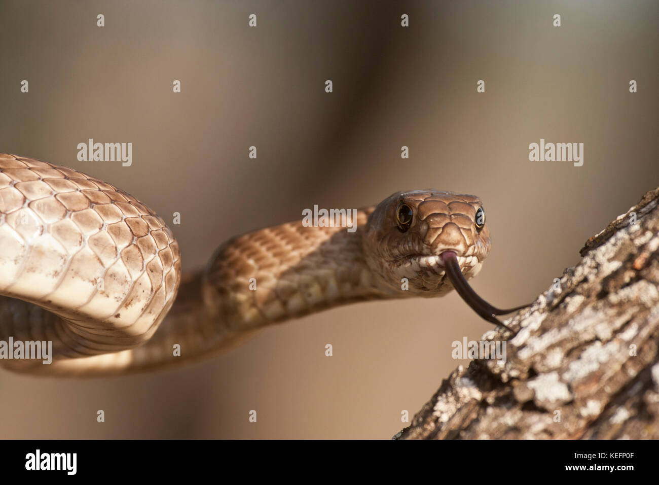 Coachwhip snake hi-res stock photography and images - Alamy