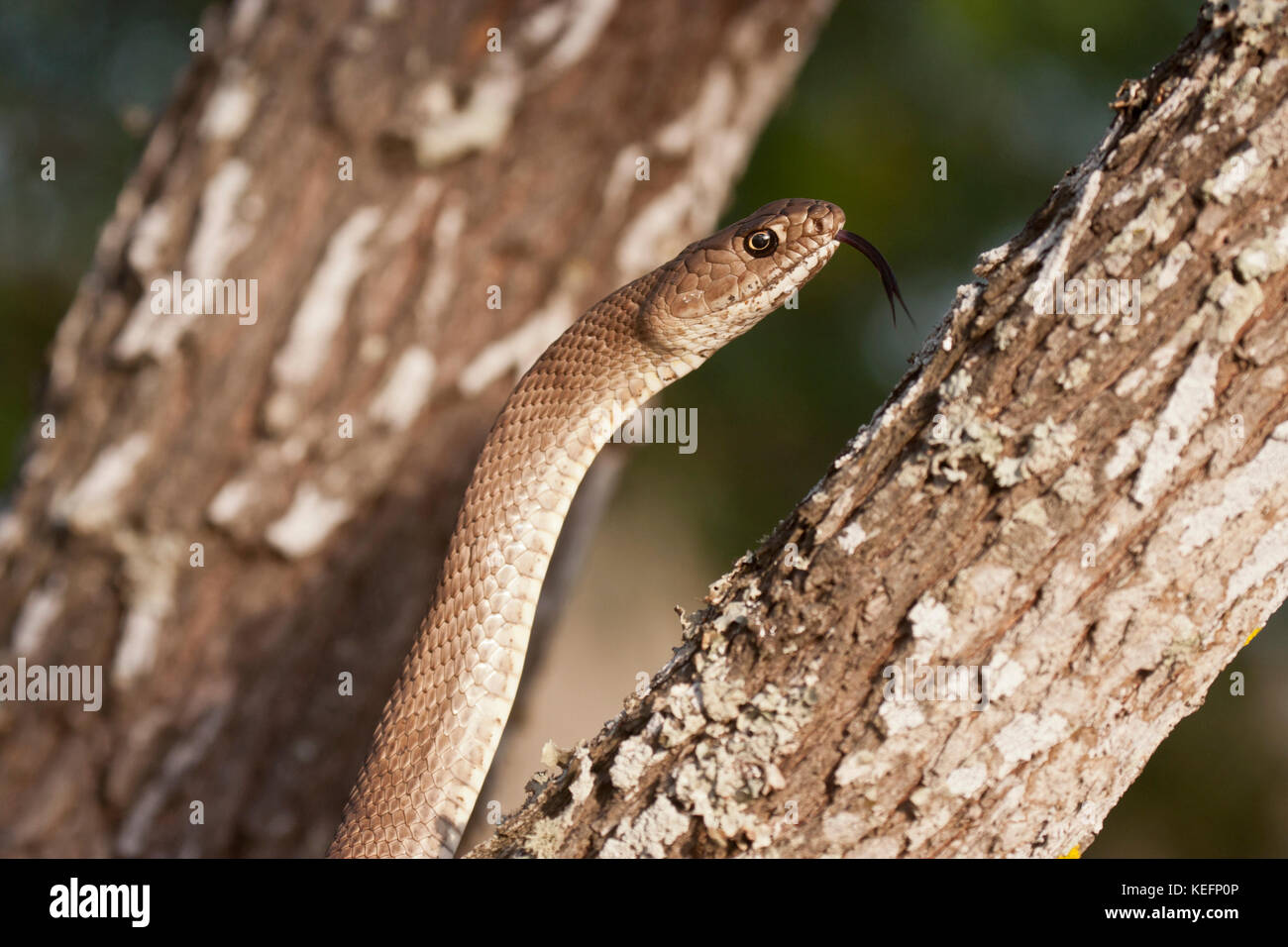 Western coachwhip snake Stock Photo - Alamy