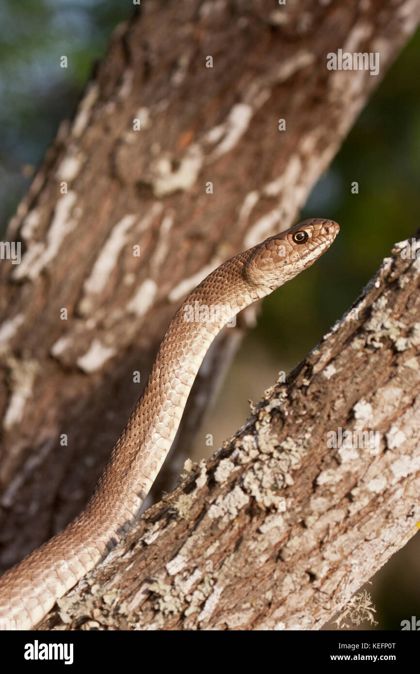 Coachwhip snake hi-res stock photography and images - Alamy