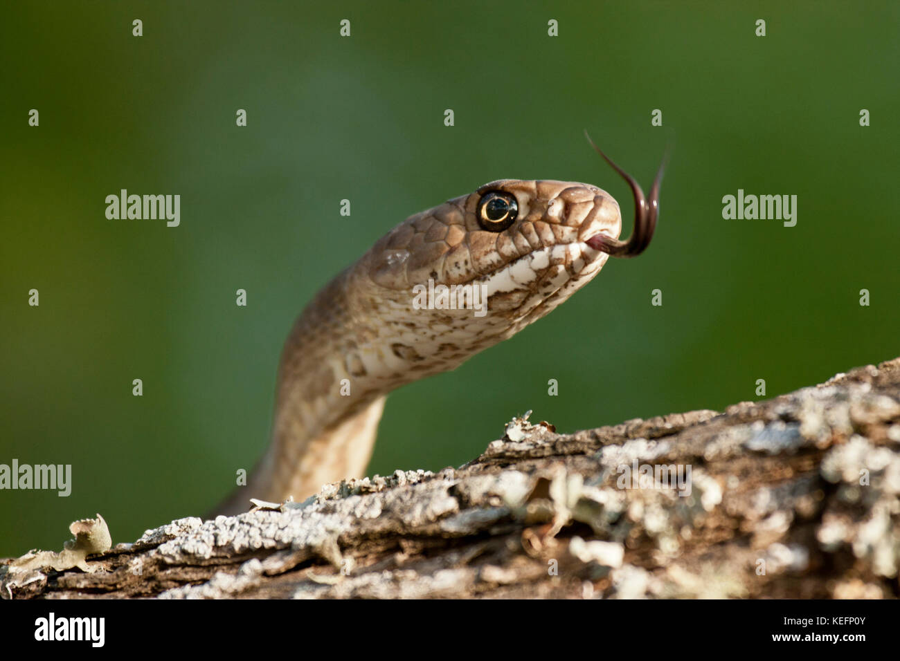 Western coachwhip hi-res stock photography and images - Alamy