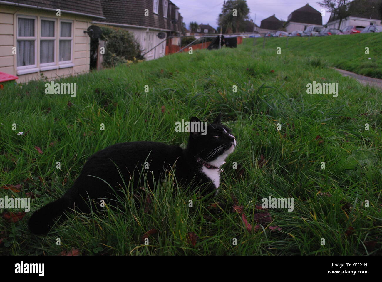 Cat passion hi-res stock photography and images - Alamy