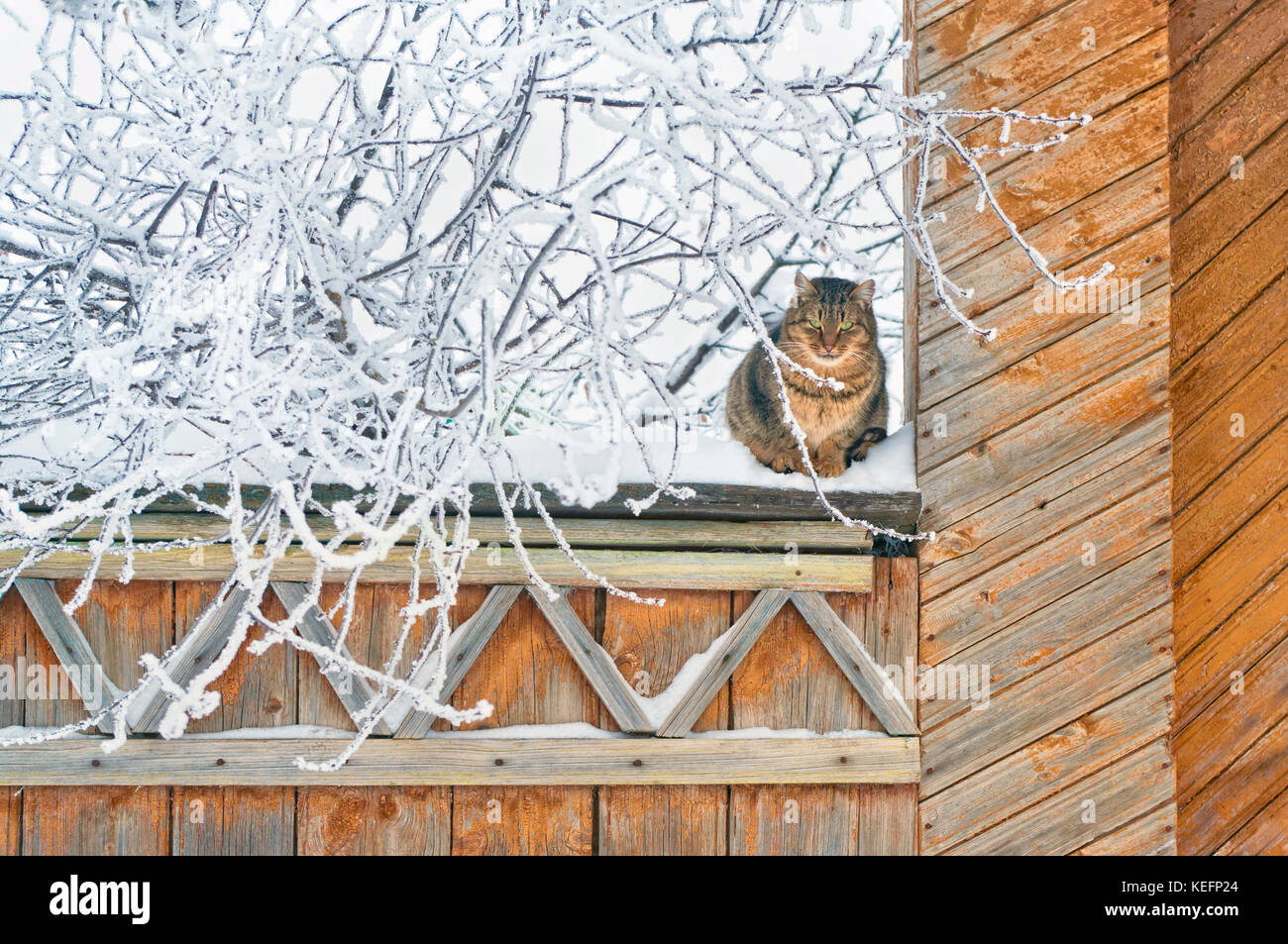 Cat sitting on christmas tree hi-res stock photography and images - Alamy