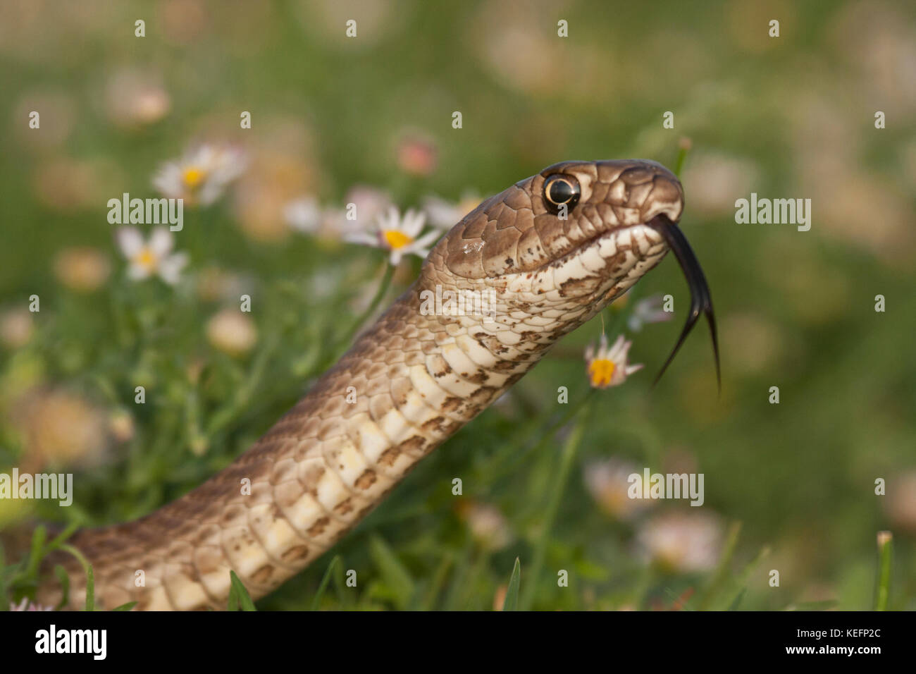 Western coachwhip snake Stock Photo - Alamy