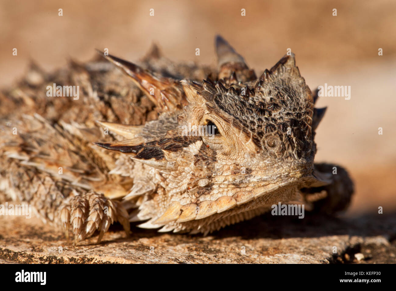 Texas horned lizard Stock Photo - Alamy