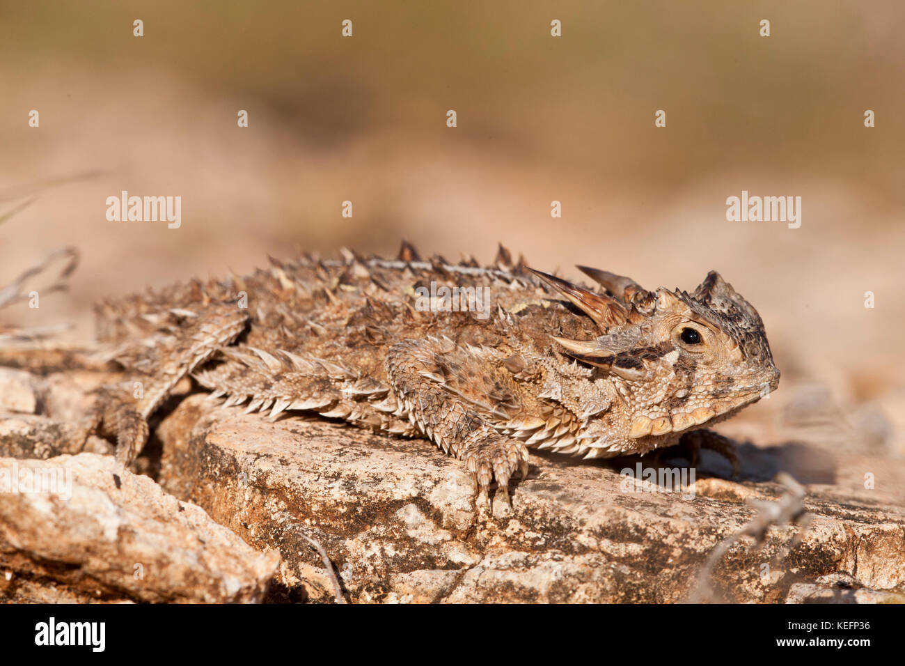 Texas horned lizard Stock Photo - Alamy