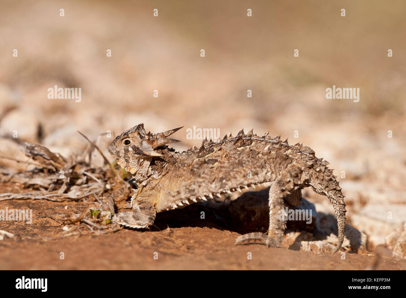 Texas horned lizard Stock Photo - Alamy