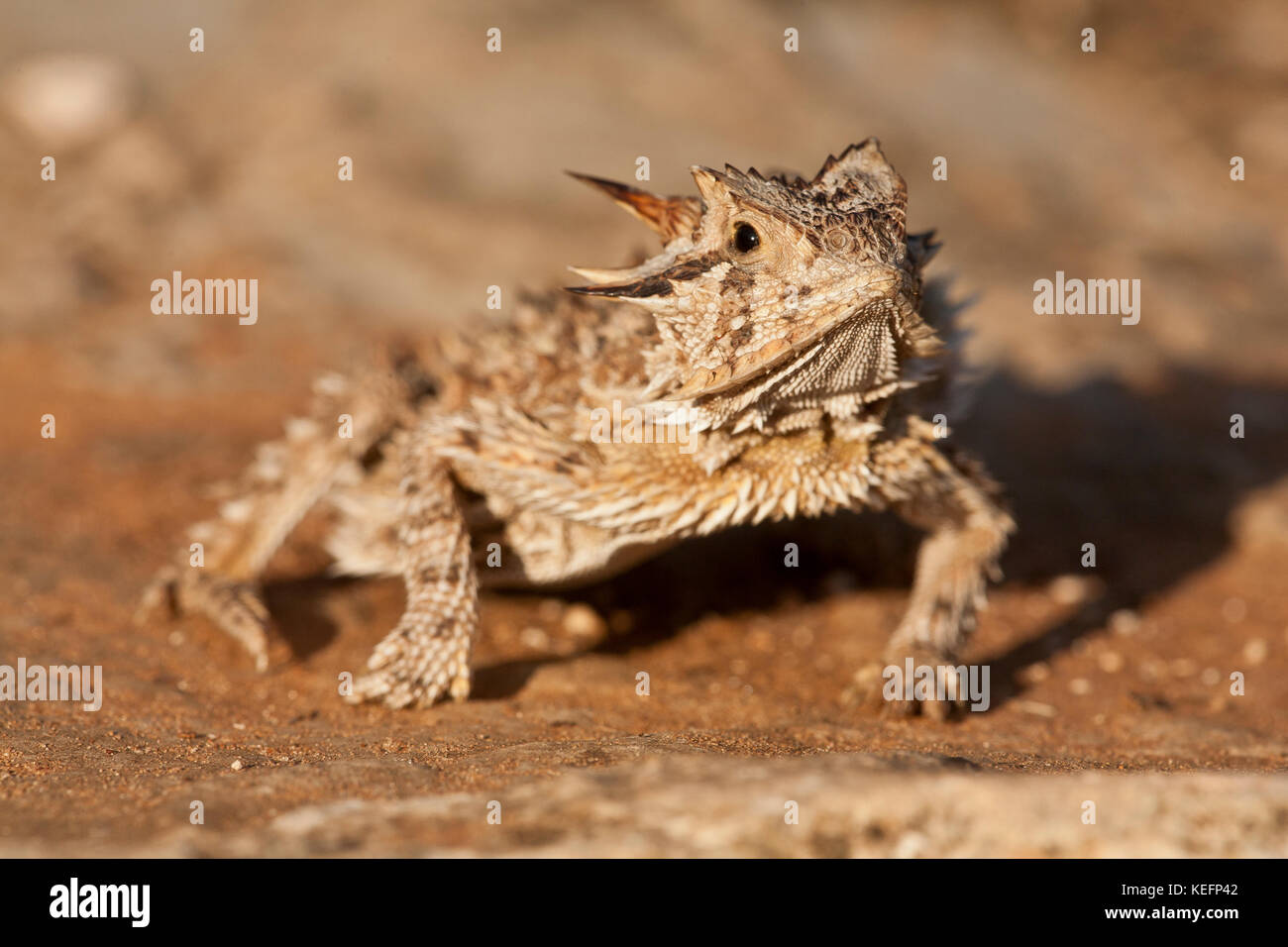 Texas horned lizard or horny toad hi-res stock photography and images ...