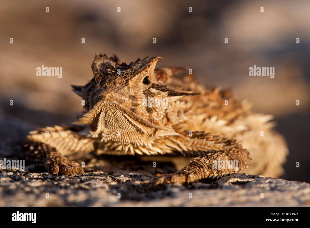 Texas horned lizard Stock Photo - Alamy