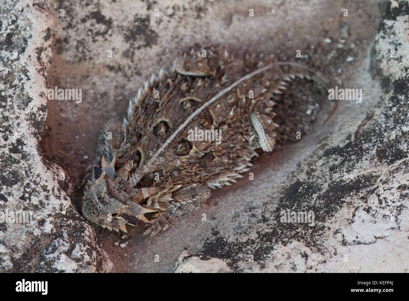 Texas horned lizard Stock Photo - Alamy