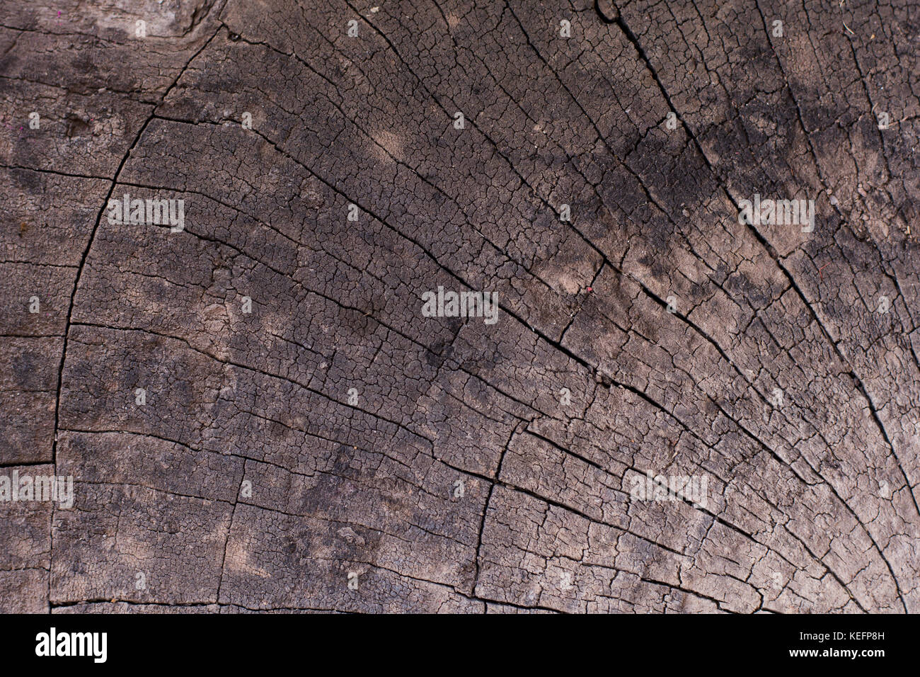 natural wood texture of cut tree trunk, close-up Stock Photo - Alamy