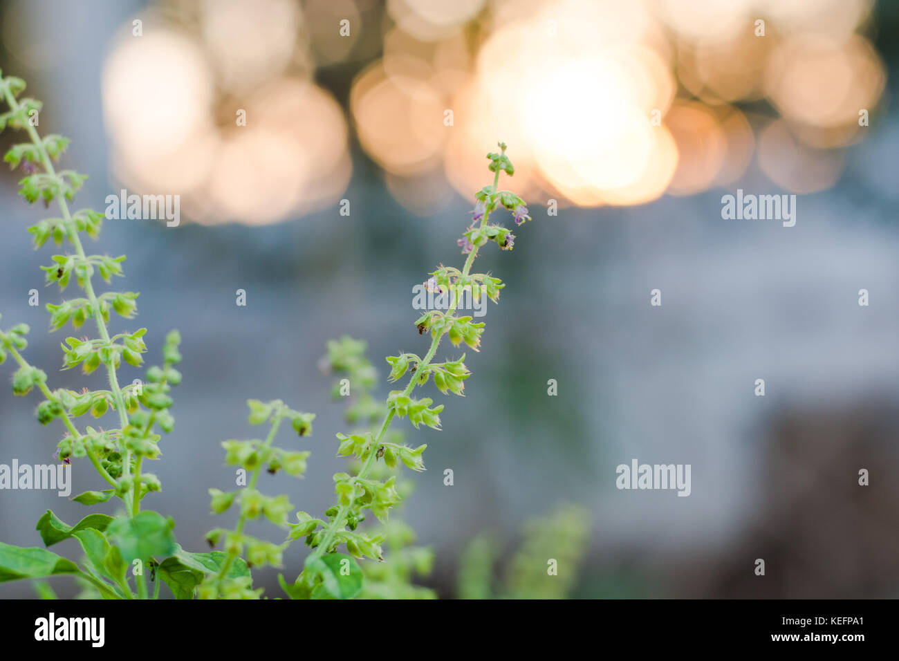 Holy basil flower hi-res stock photography and images - Alamy