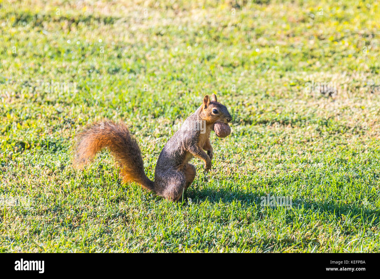 Eastern Fox Squirrel Stock Photo - Alamy