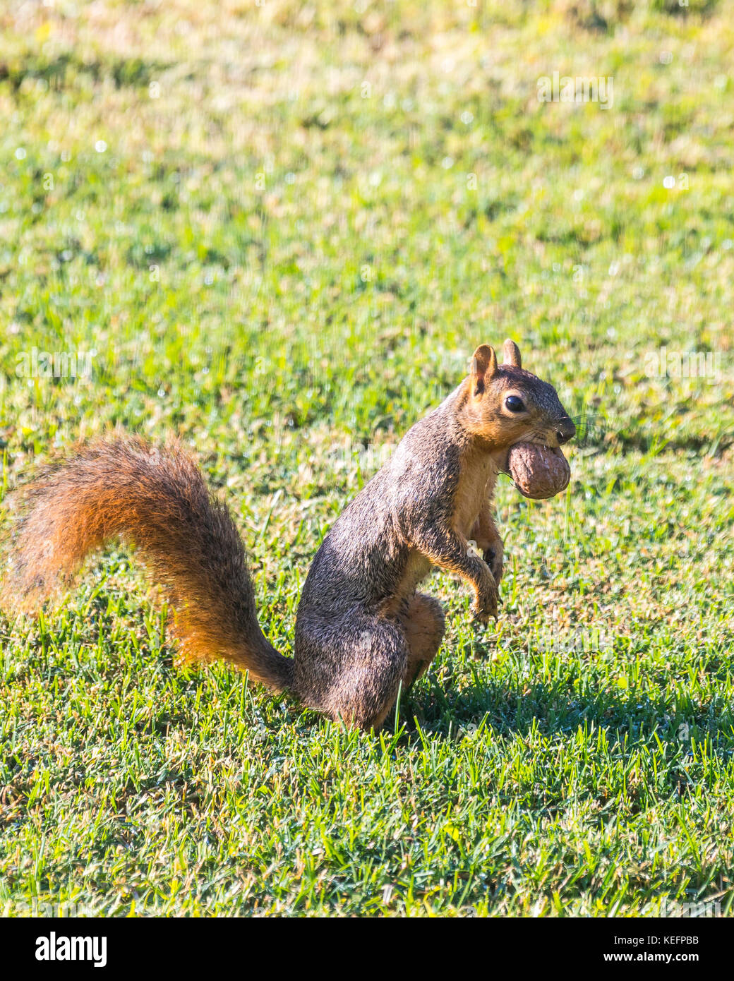 Eastern Fox Squirrel Stock Photo - Alamy