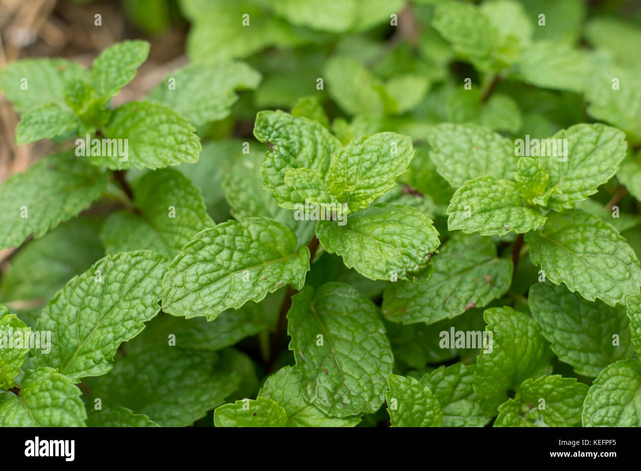 Green peppermint leaves Stock Photo - Alamy