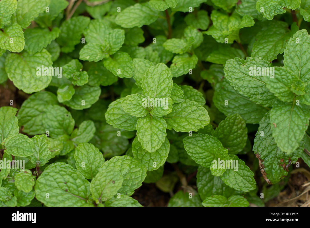 Green peppermint leaves Stock Photo - Alamy