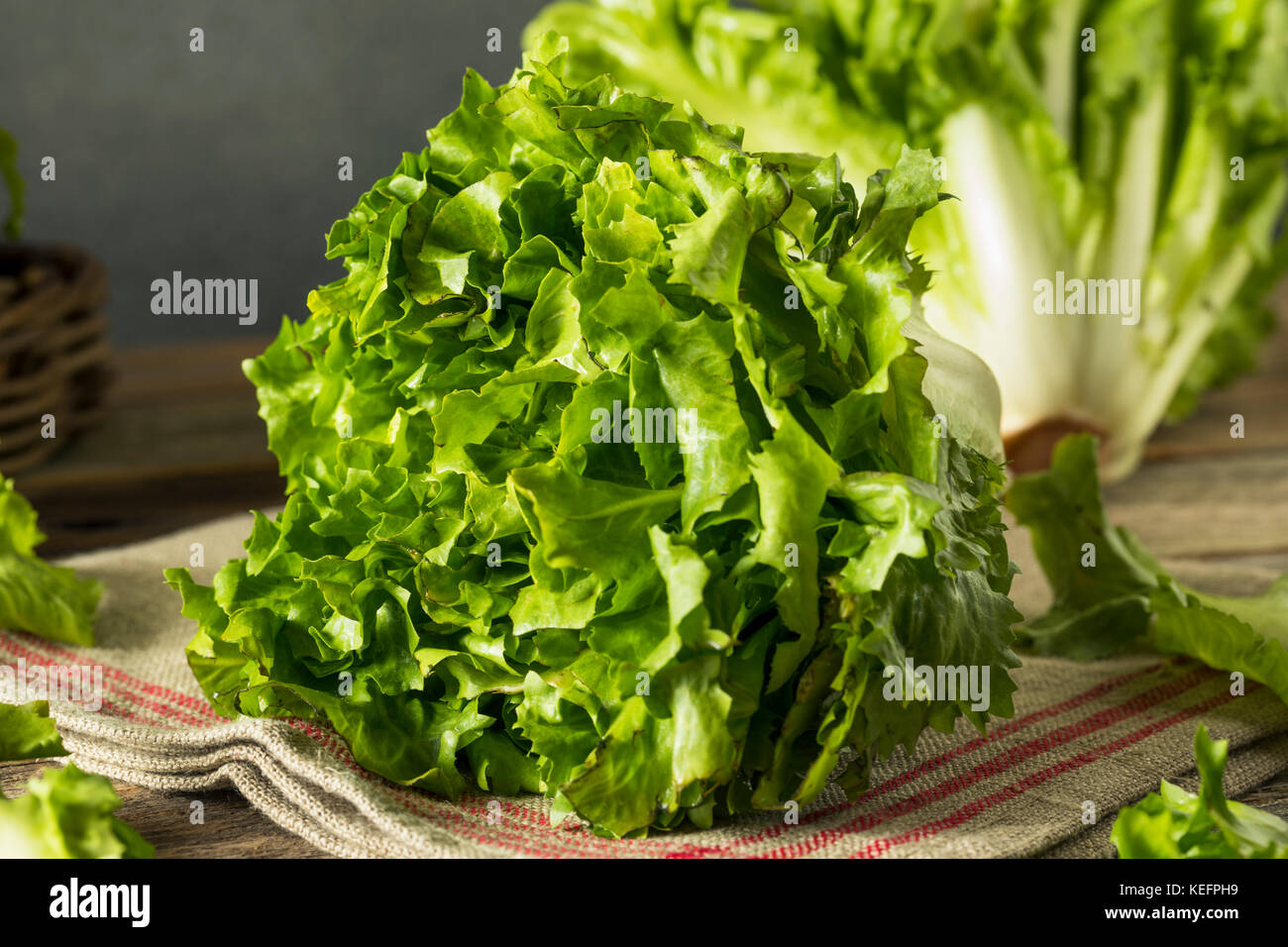 Raw Green Organic Escarole Lettuce Ready to Chop Stock Photo - Alamy