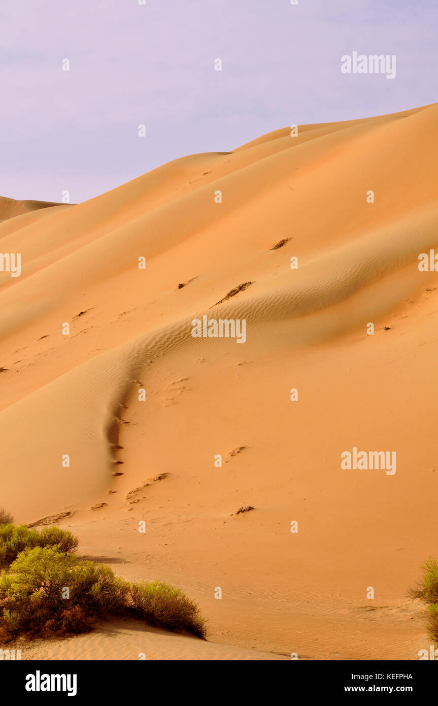 Wind-formed patterns in this collection of sand in the Arabian Desert ...