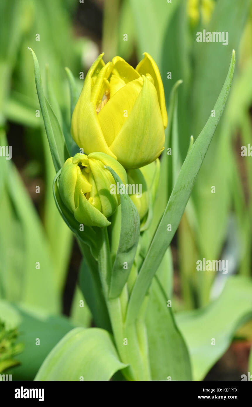 Beautiful close up of tulips in Gardens by the Bay, Singapore Stock ...