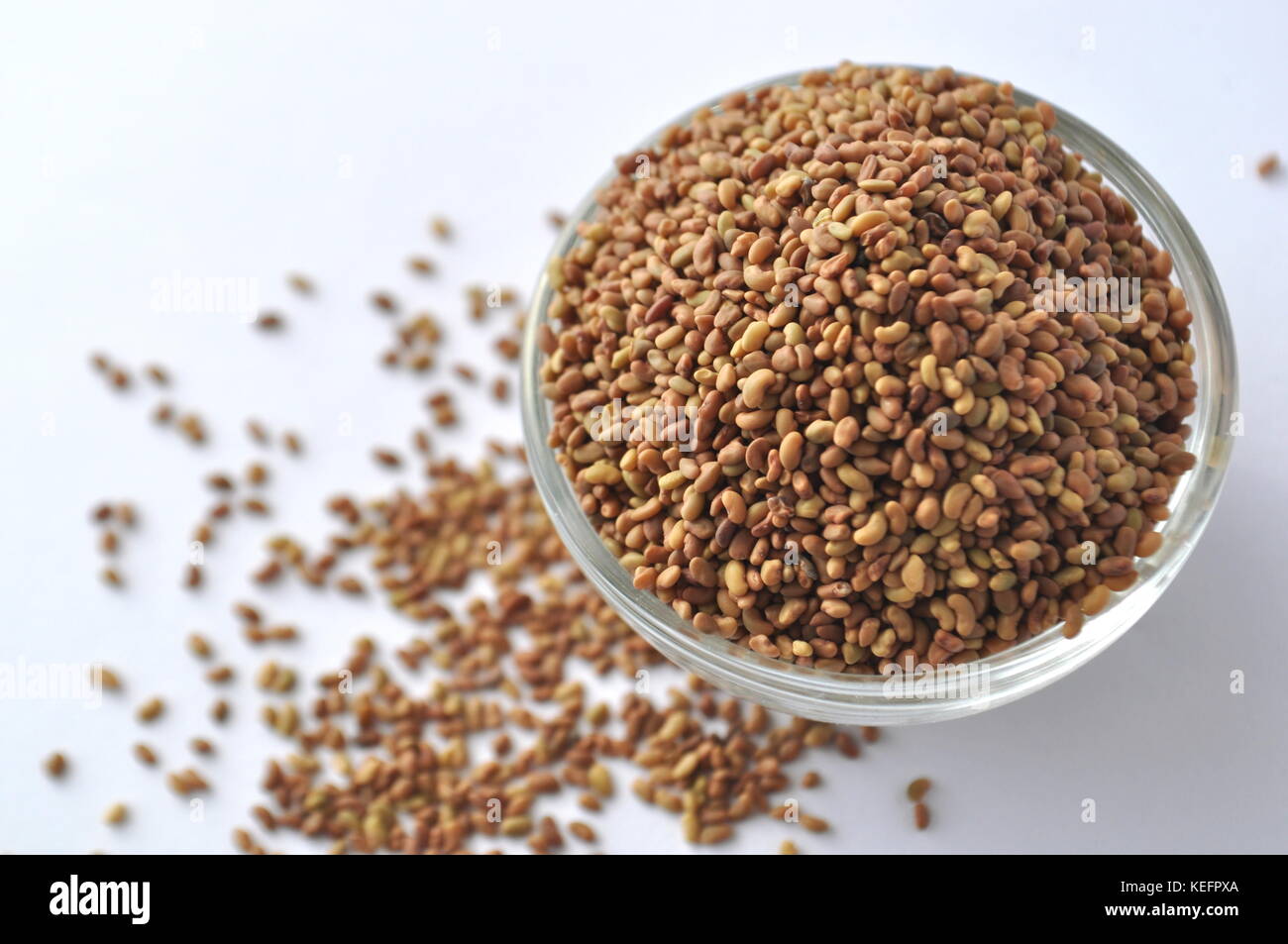 Alfalfa sprouting seeds (Medicago sativa) in a glass bowl isolated on ...