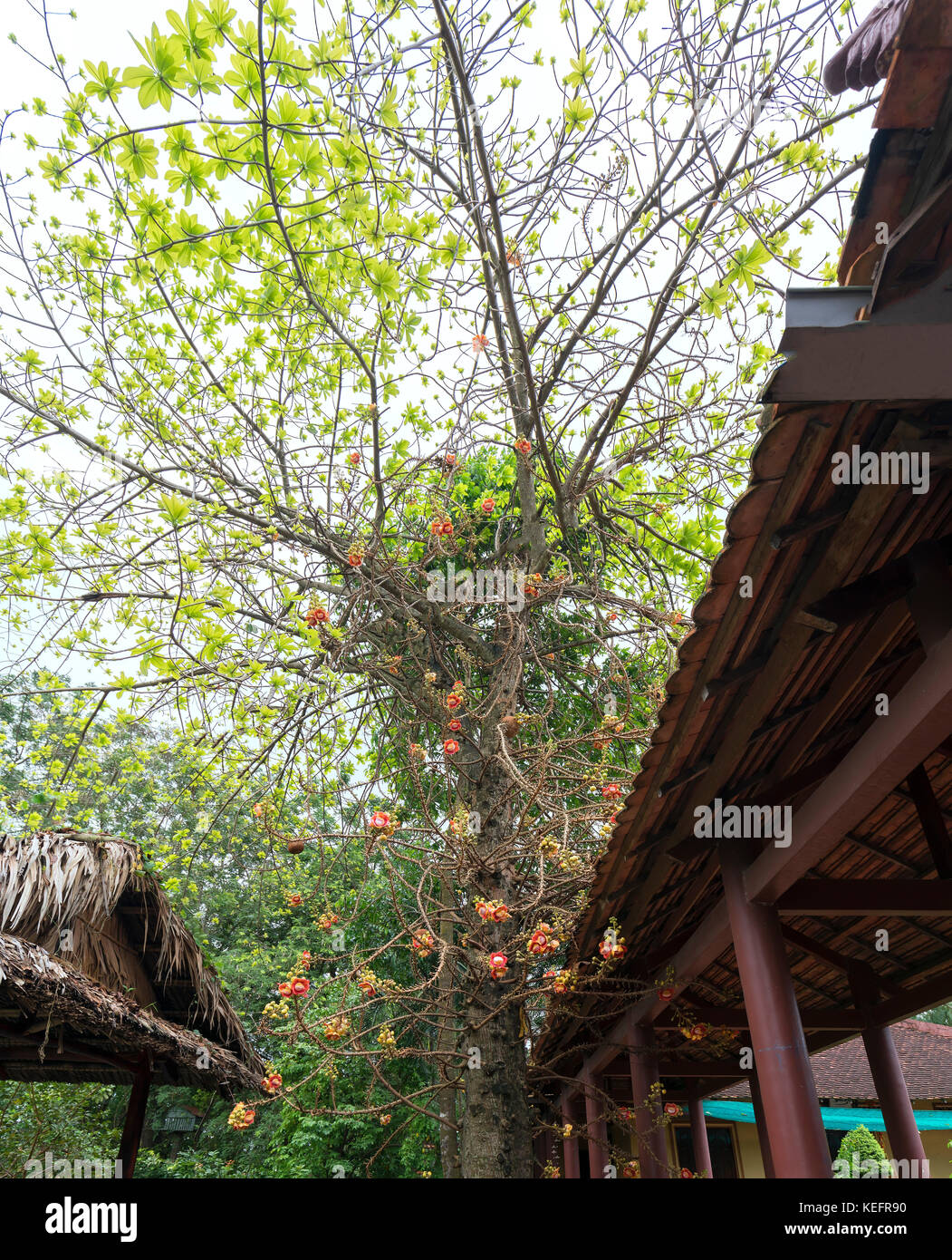 Blooming cannon ball tree, this flower's scientific name is couroupita ...