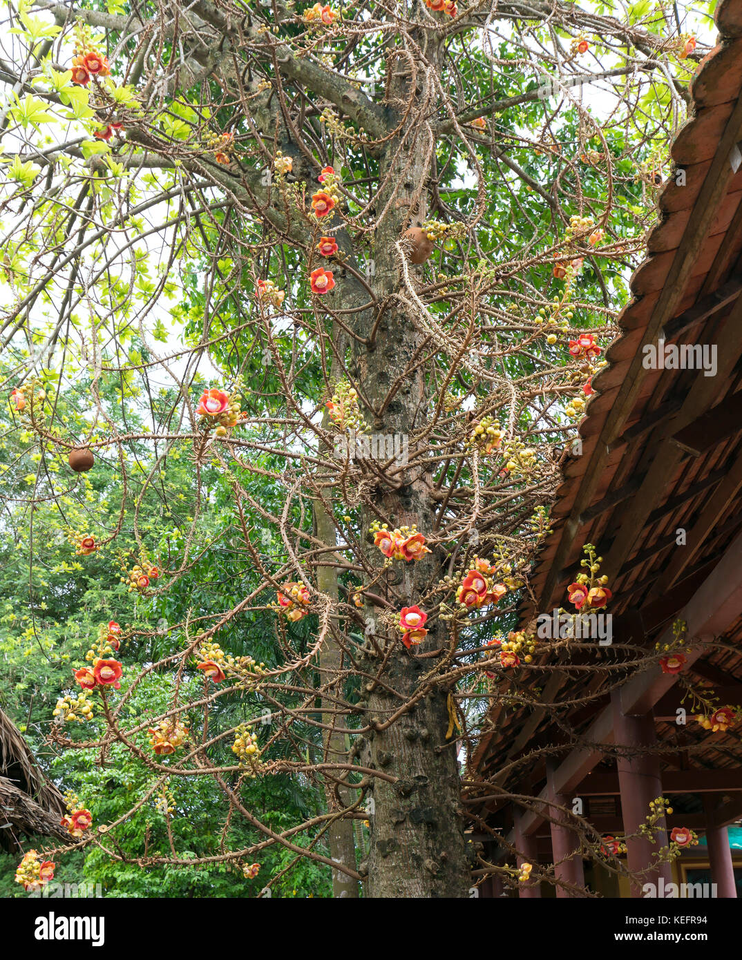 Blooming cannon ball tree, this flower's scientific name is couroupita ...