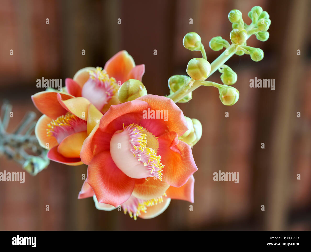 Blooming cannon ball tree, this flower's scientific name is couroupita ...