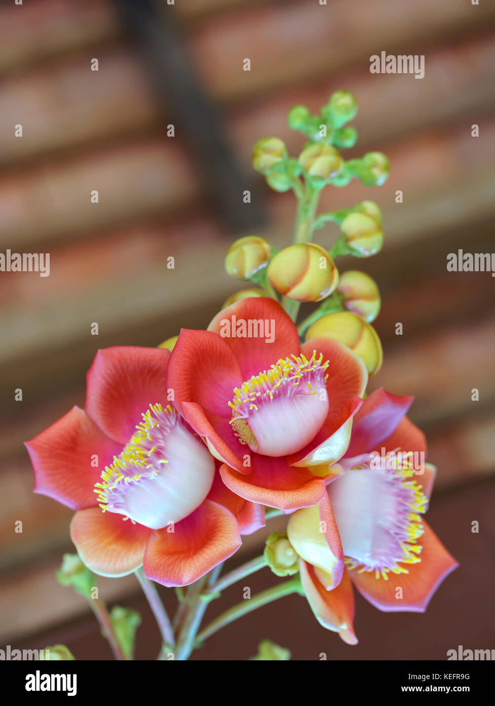 Blooming cannon ball tree, this flower's scientific name is couroupita ...