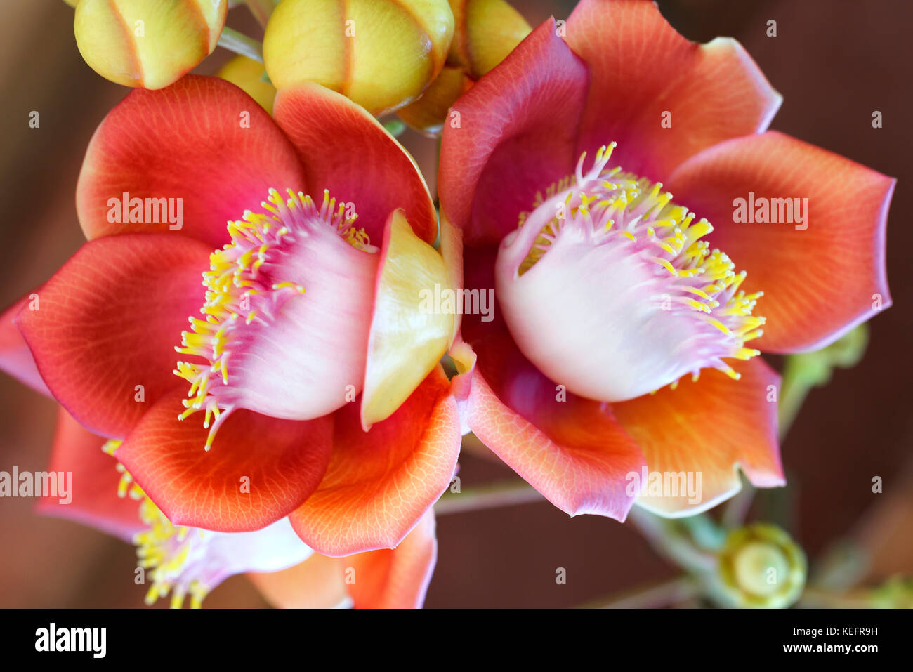 Blooming cannon ball tree, this flower's scientific name is couroupita ...