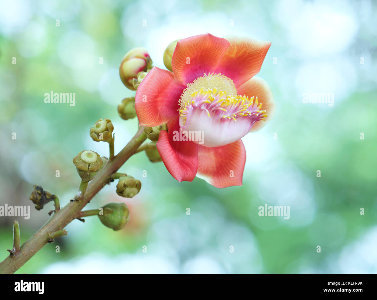 Blooming cannon ball tree, this flower's scientific name is couroupita ...