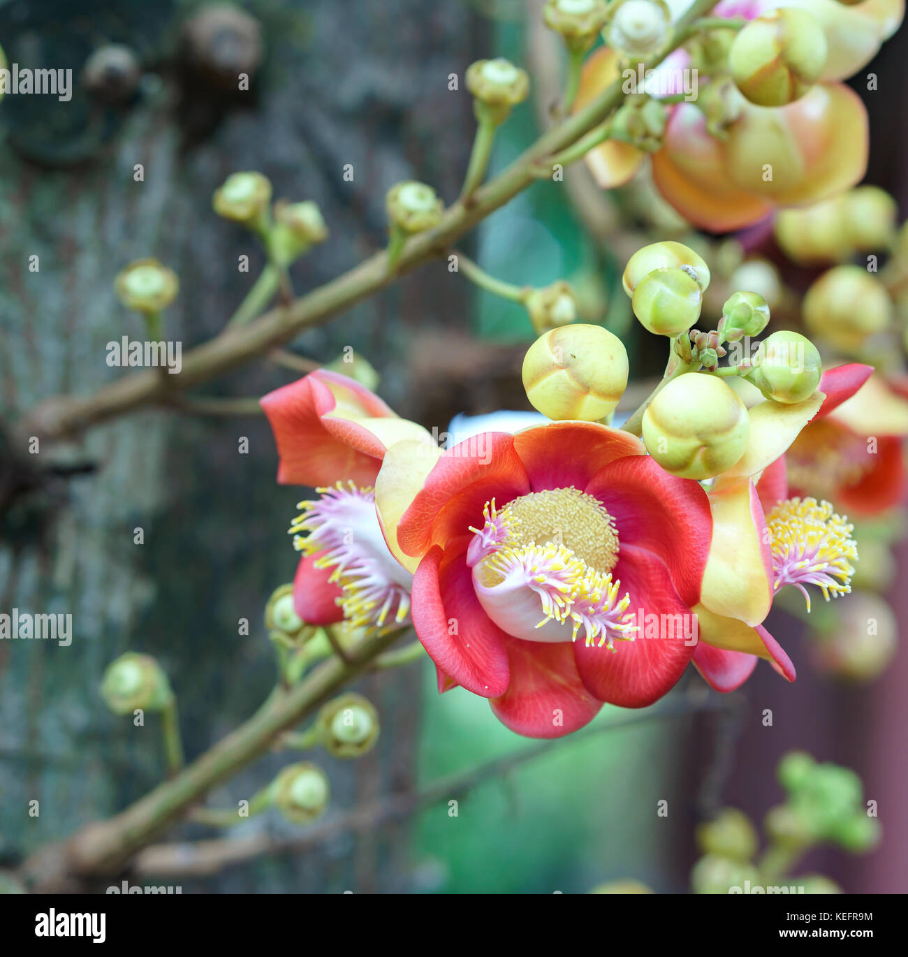 Blooming cannon ball tree, this flower's scientific name is couroupita ...