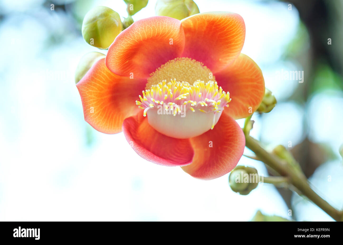 Blooming cannon ball tree, this flower's scientific name is couroupita ...