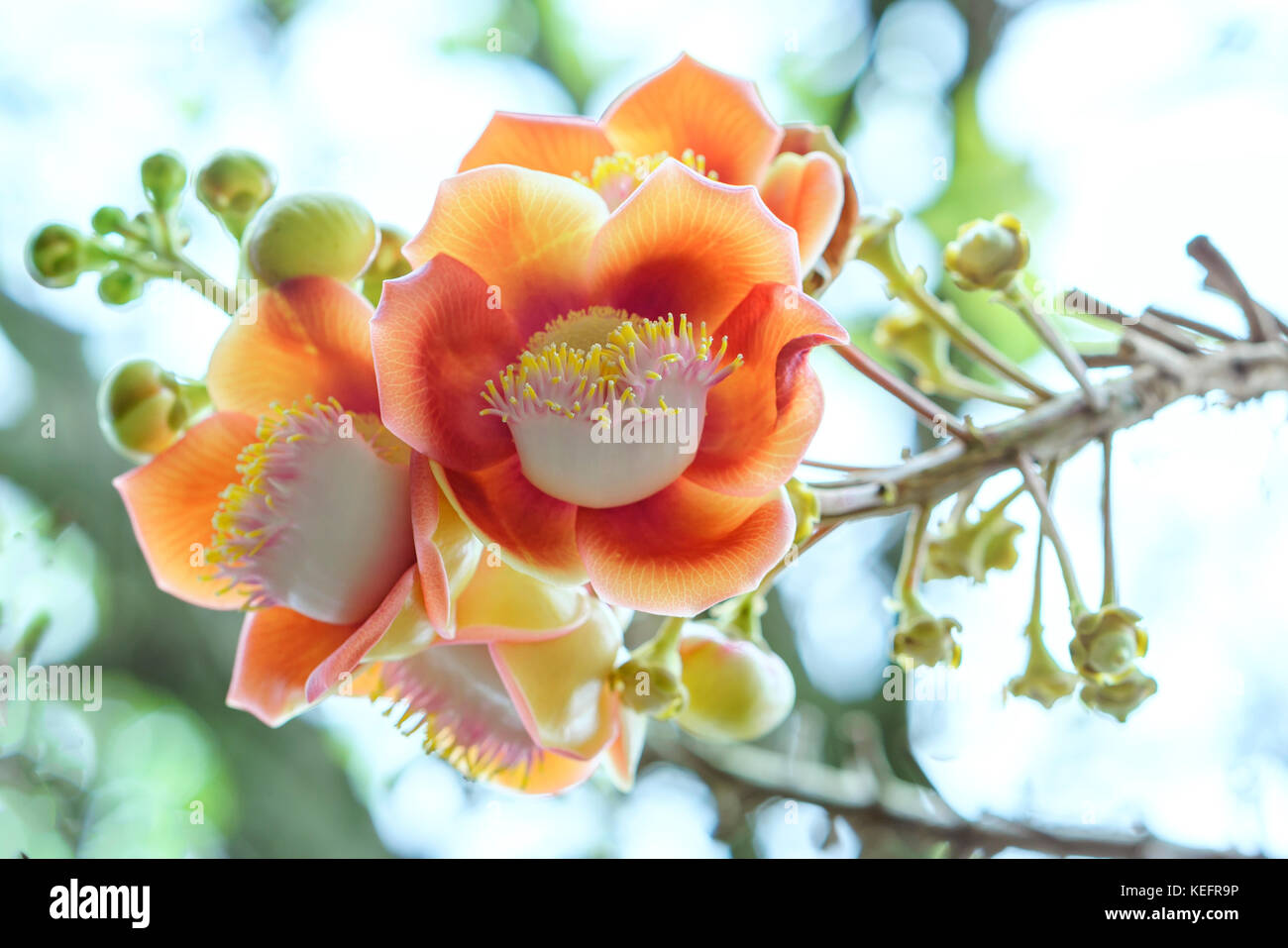 Blooming cannon ball tree, this flower's scientific name is couroupita ...