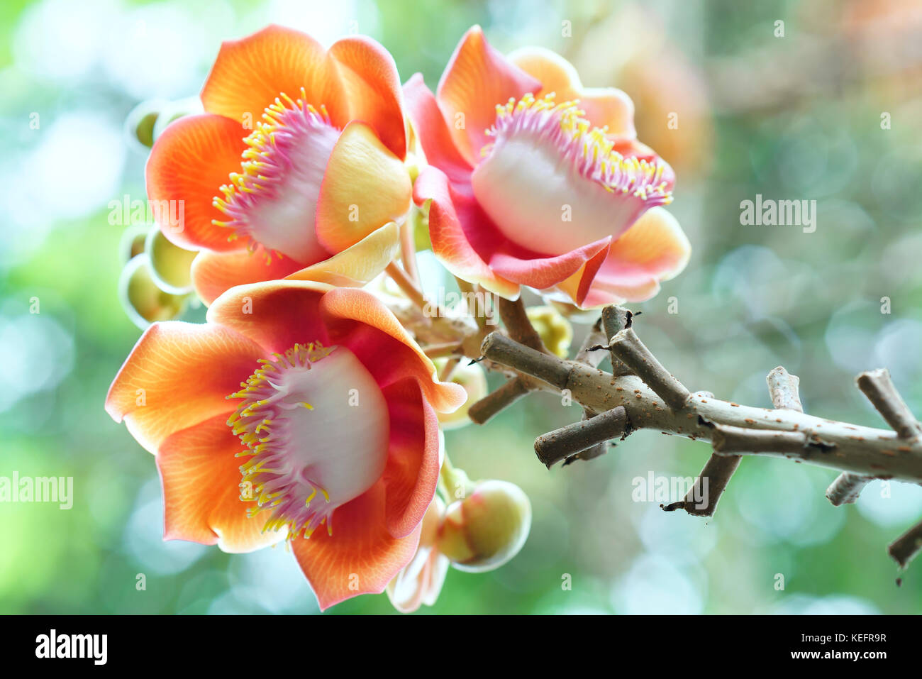 Blooming cannon ball tree, this flower's scientific name is couroupita ...