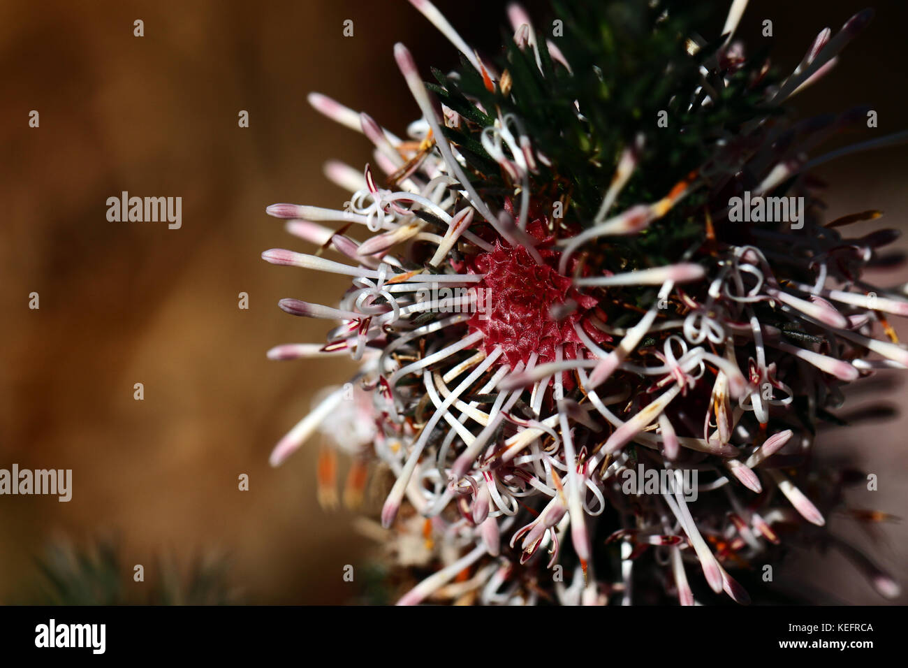 Isopogon asper hi-res stock photography and images - Alamy