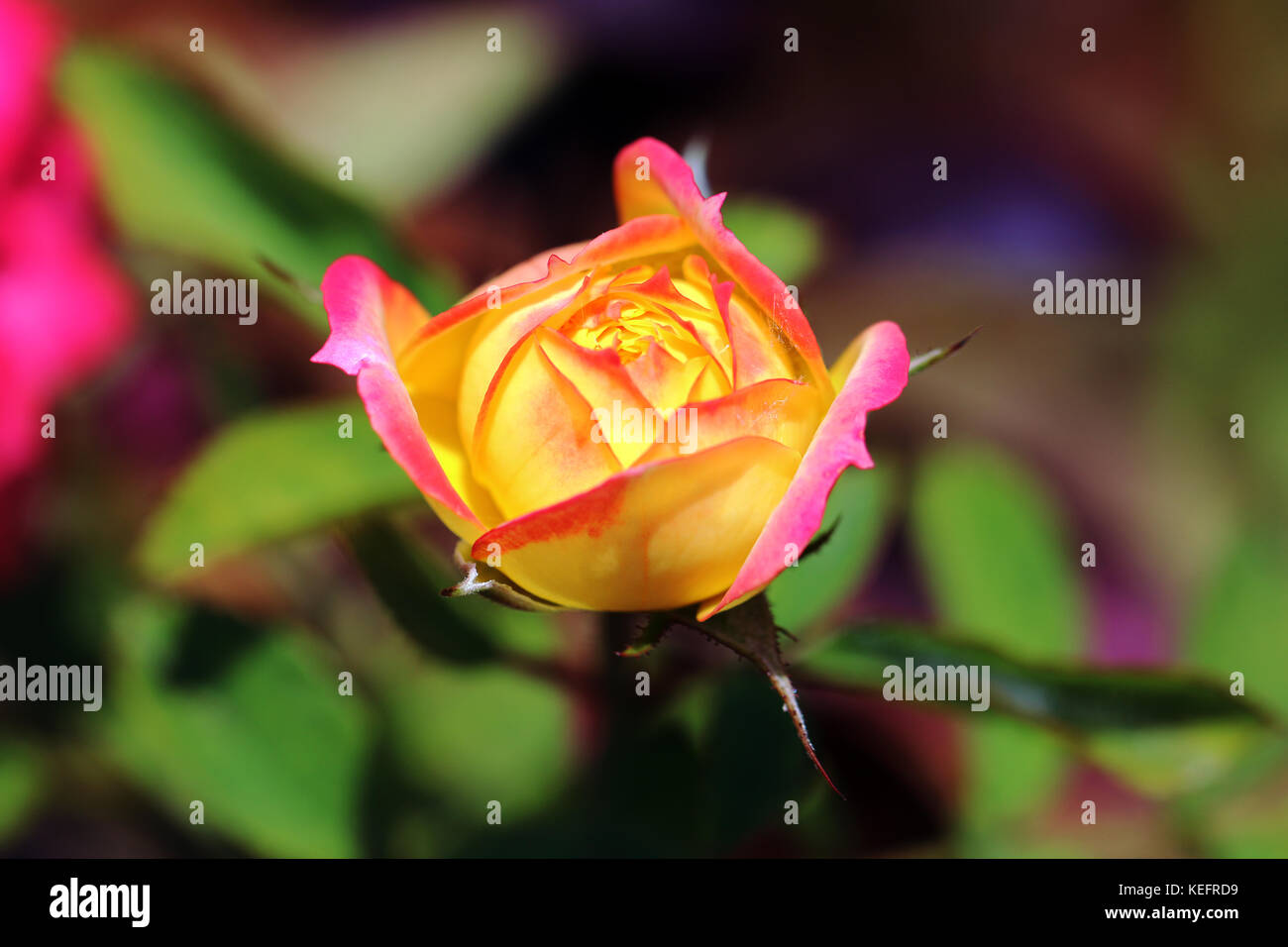 Rose with yellow petals with pink edges Stock Photo - Alamy