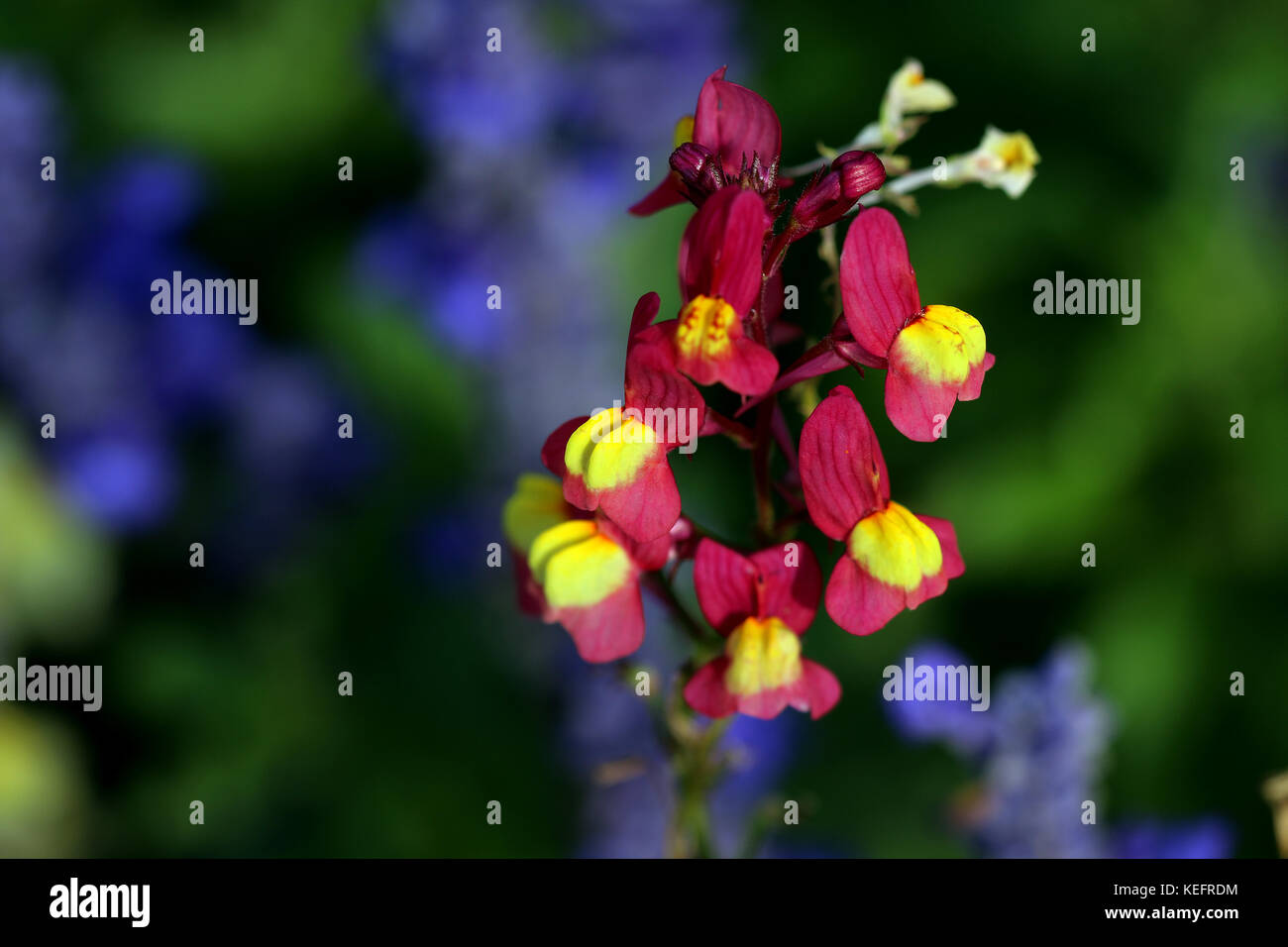 Dark pink and yellow snapdragons Stock Photo - Alamy