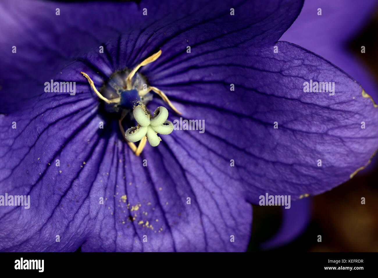 Close up of centre of purple balloon flower (Platycodon grandiflorus ...